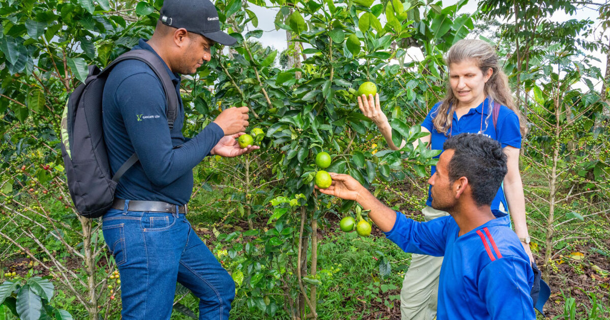 Post-conflict recovery, Colombia - Volcafe