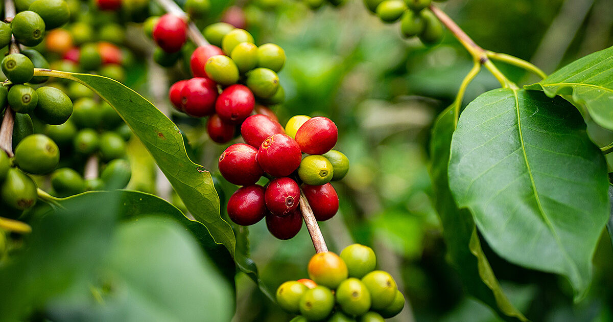 Volcafe Consolidates North American Operations as Volcafe USA Becomes ...