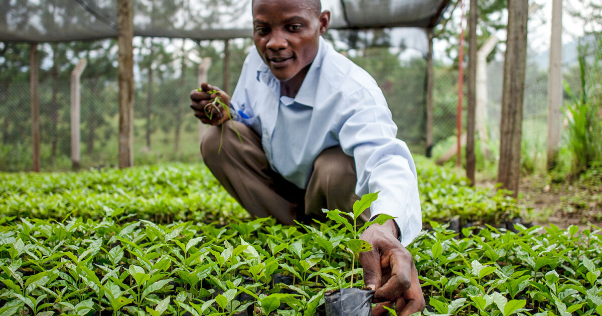 Regenerative practices - Volcafe