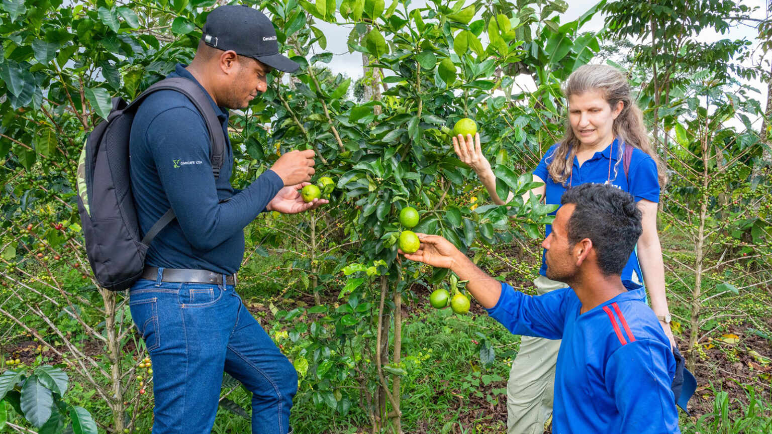 Post-conflict recovery, Colombia - Volcafe