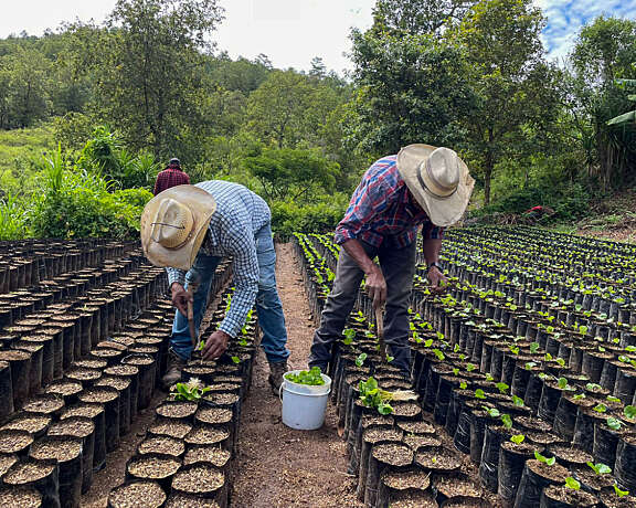 Reforestation project in Honduras - Volcafe