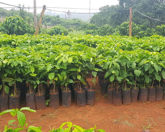 Changing landscapes in Vietnam - Volcafe